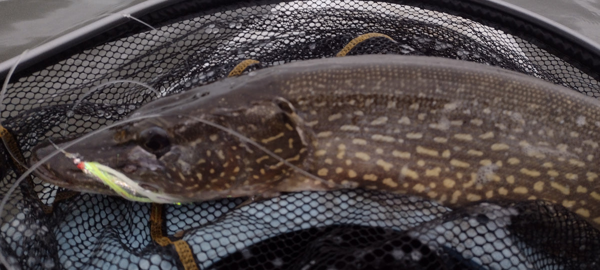 Pike on Big Flashy Streamers in Dead Lily Pads – Eggman Flies and Supplies