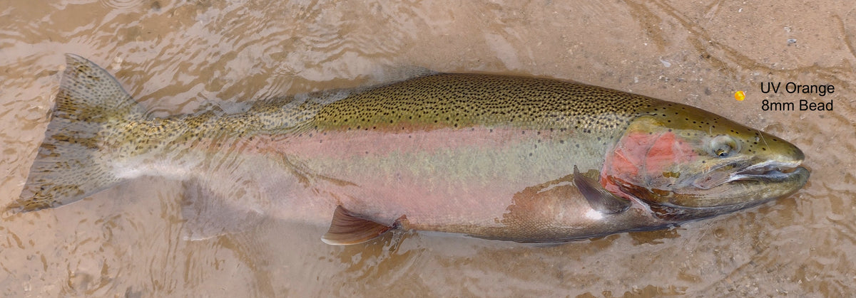 Tippy Dam Brief Bead Bite April 30 2024 – Eggman Flies and Supplies